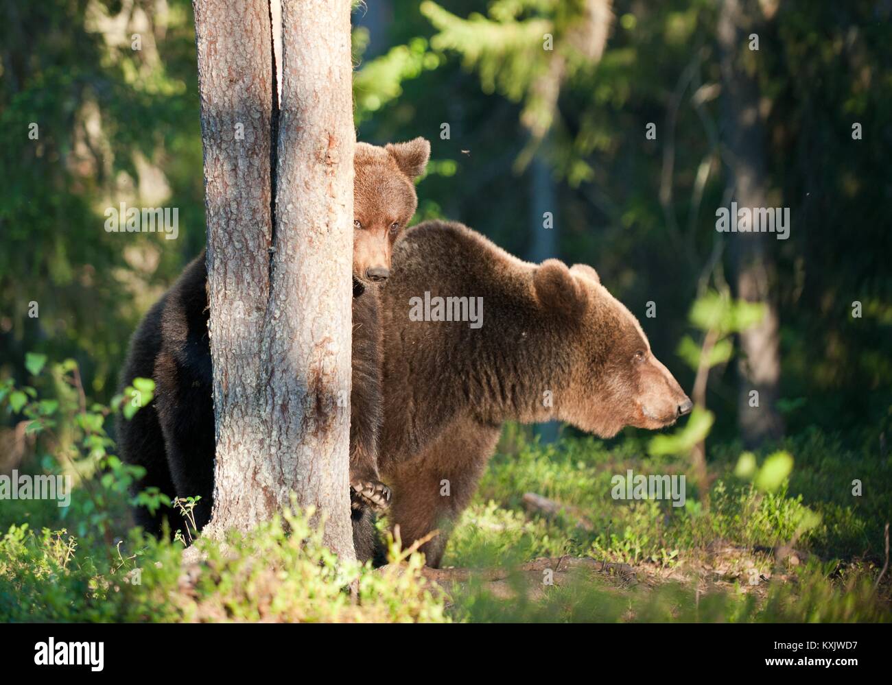 She-bear and bear-cubs. Adult female of Brown Bear (Ursus arctos) with ...