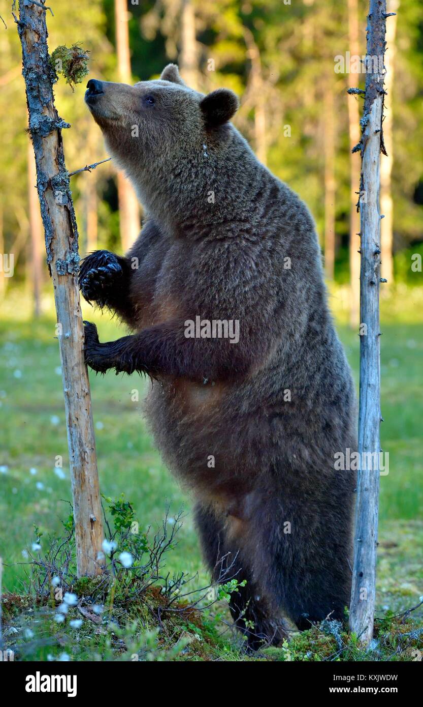 The She-bear standing on his hind legs on the swamp on summer forest ...