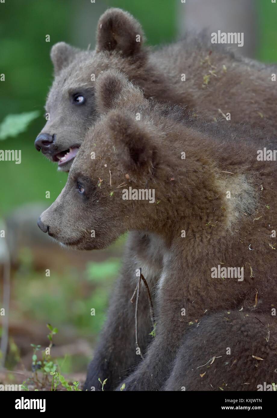 The Cubs of Brown bear (Ursus Arctos Arctos) in the summer forest ...