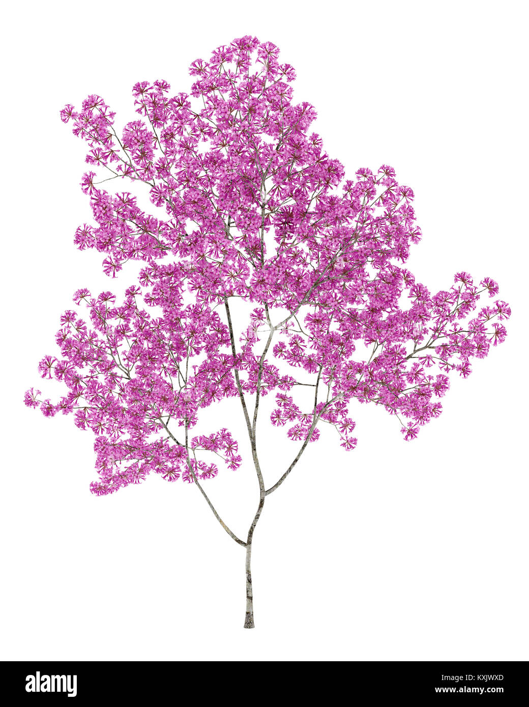 Tabebuia lapacho hi-res stock photography and images - Alamy