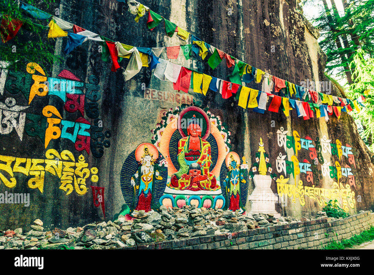 India himachal pradesh manali yak hi-res stock photography and images ...