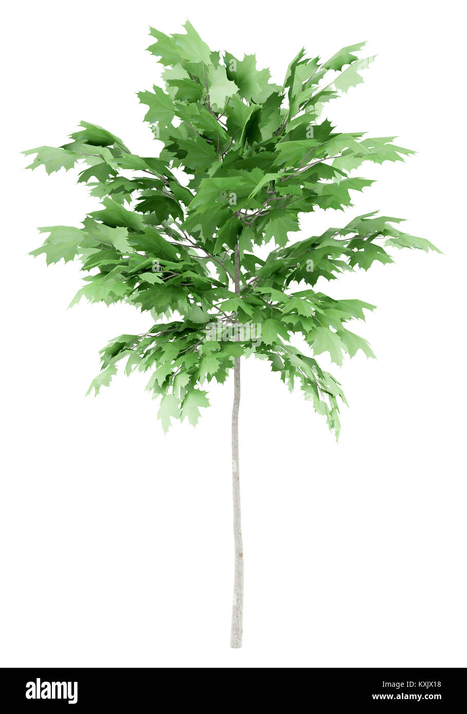 norway maple tree isolated on white background. 3d illustration Stock ...