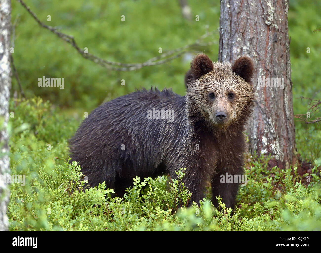 Cub of Brown bear (Ursus Arctos Arctos) in the summer forest. Natural ...