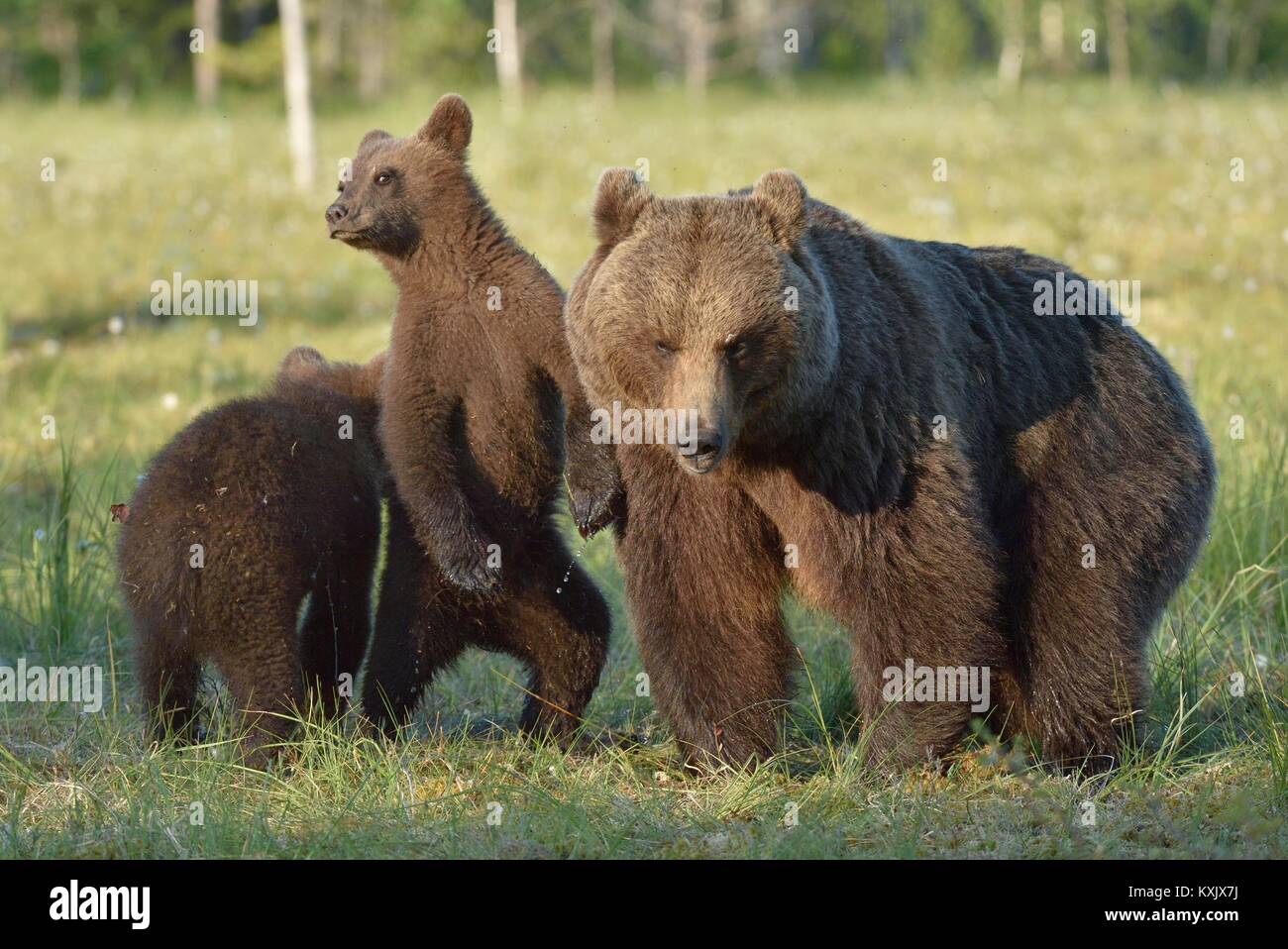 She-bear and bear-cubs. Adult female of Brown Bear (Ursus arctos) with ...