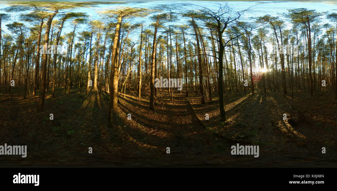 Beautiful pine forest at fall Stock Photo - Alamy