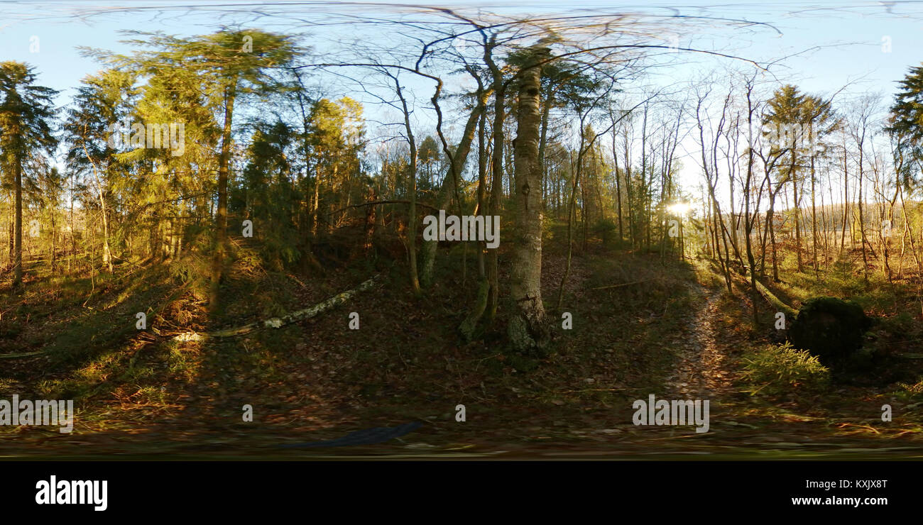 Beautiful pine forest at fall Stock Photo - Alamy