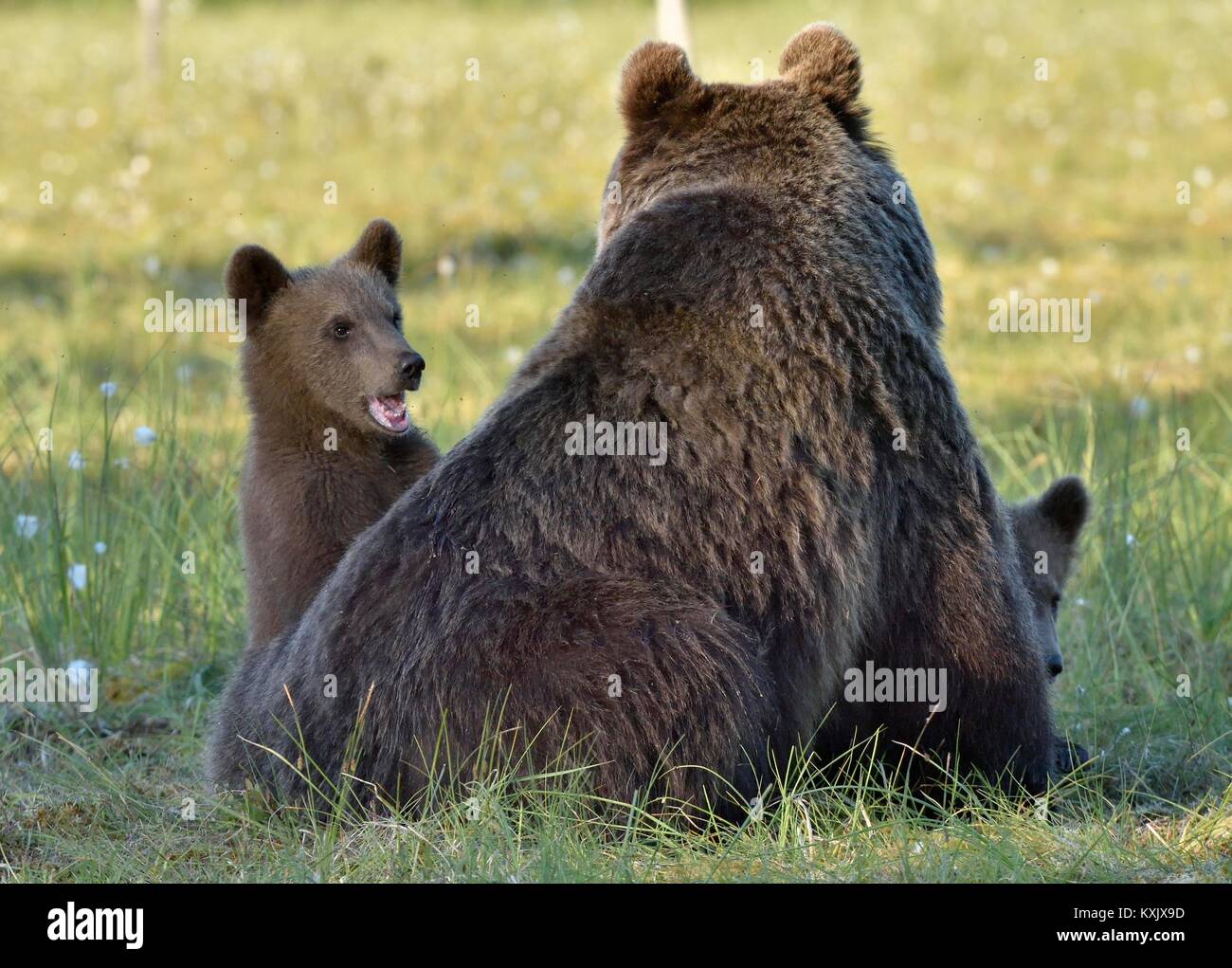 She-bear and bear-cubs. Adult female of Brown Bear (Ursus arctos) with ...