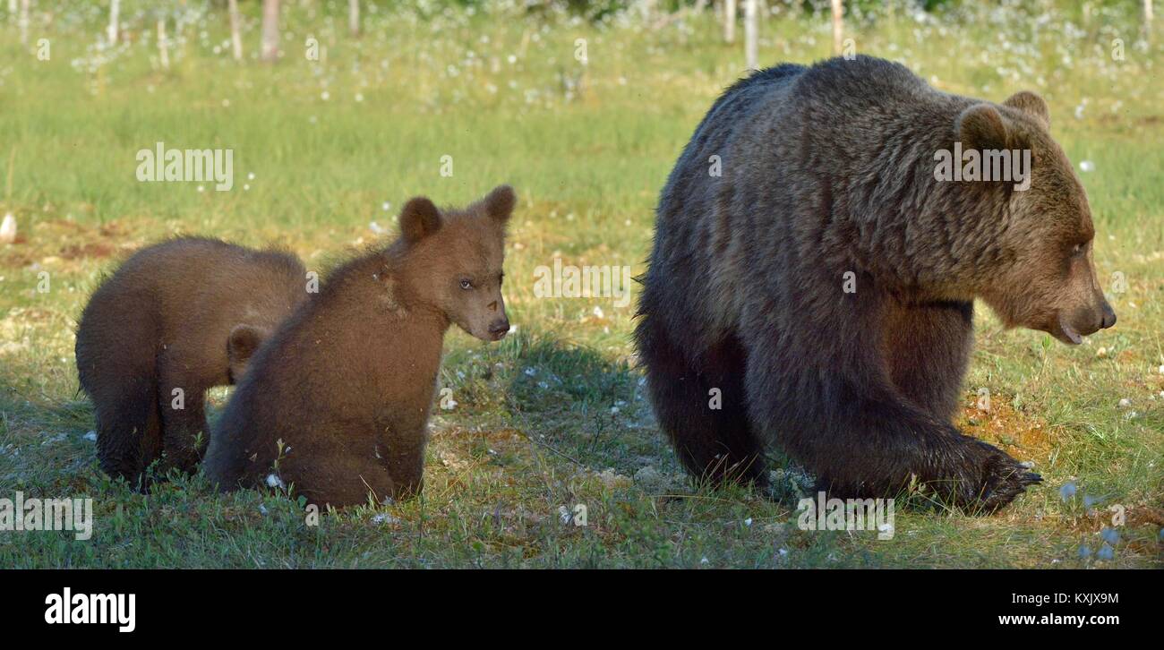 She-bear and bear-cubs. Adult female of Brown Bear (Ursus arctos) with ...
