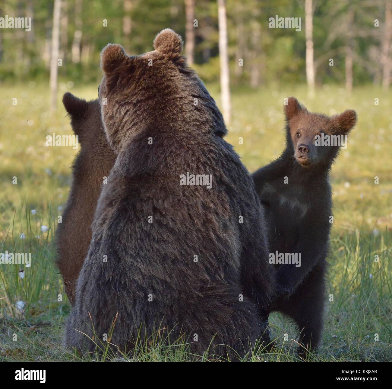 She-bear and bear-cubs. Adult female of Brown Bear (Ursus arctos) with ...