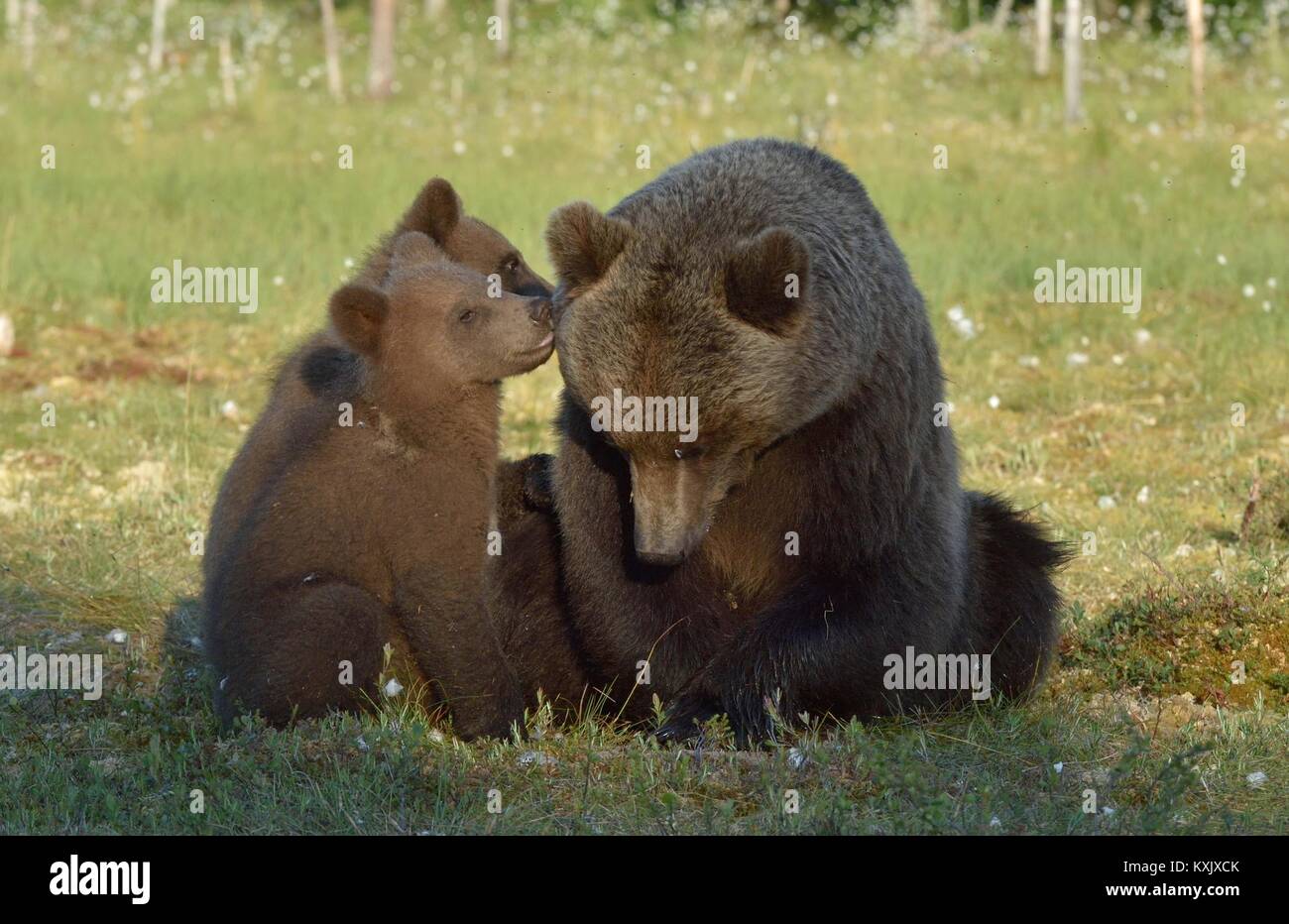 She-bear and bear-cubs. Adult female of Brown Bear (Ursus arctos) with ...