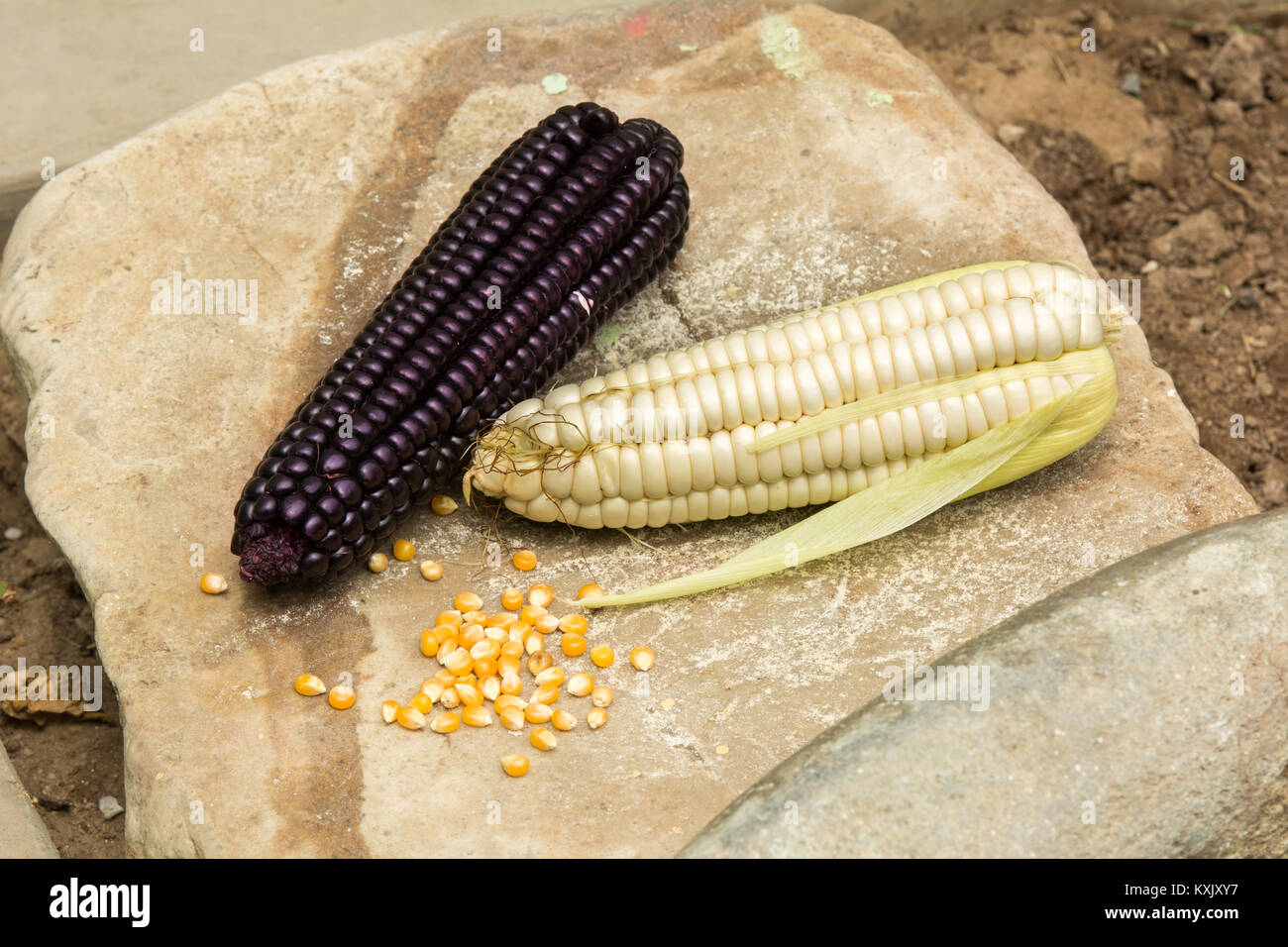 Contrasting varieties of corn from Peru: purple corn for making popular ...