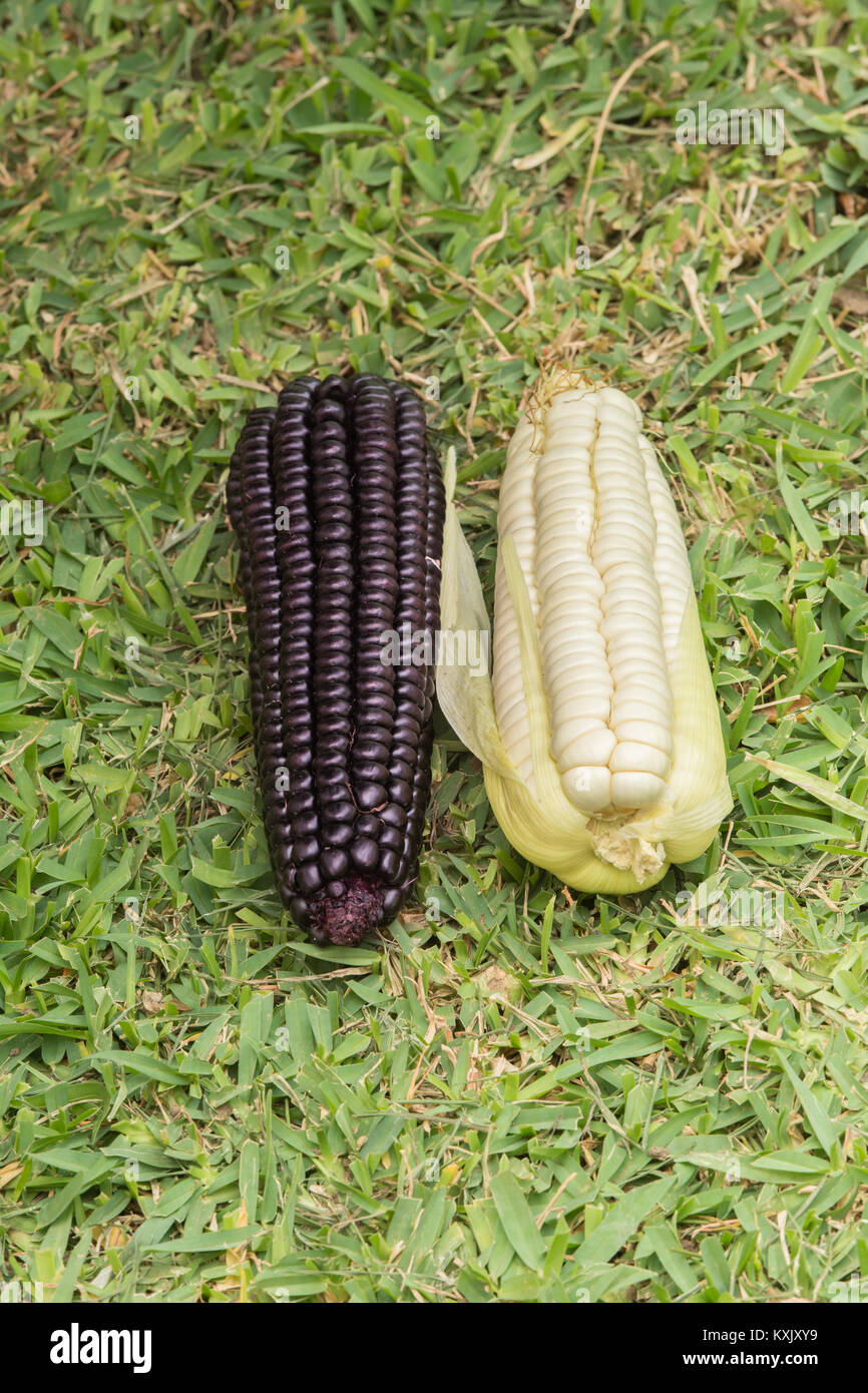 Contrasting varieties of corn from Peru: purple corn for making popular ...