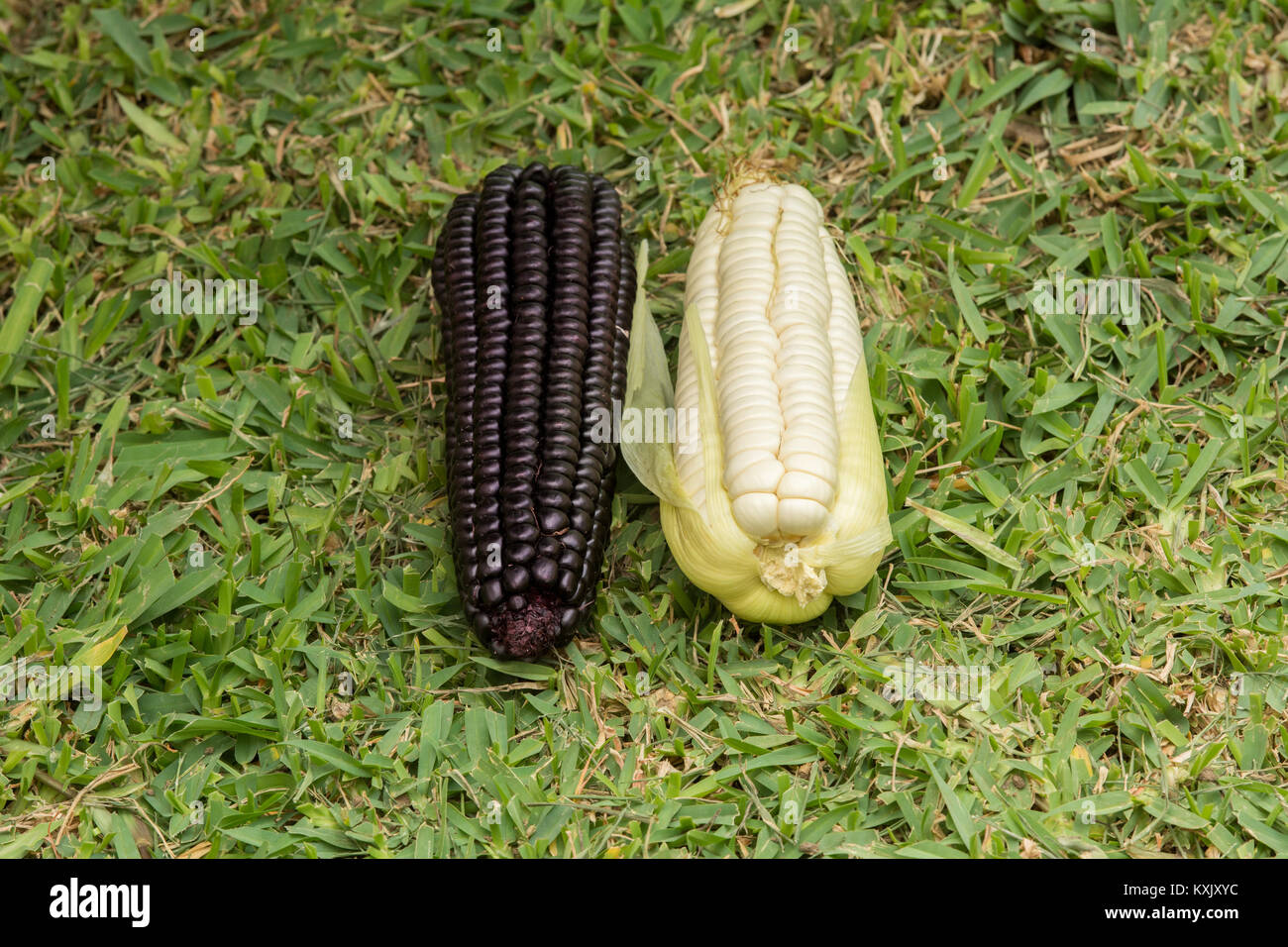 Contrasting varieties of corn from Peru: purple corn for making popular ...