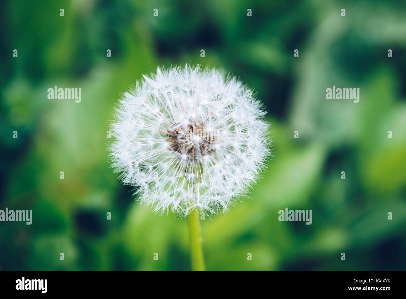 Top view of a common dandelion Taraxacum officinale, a flowering ...