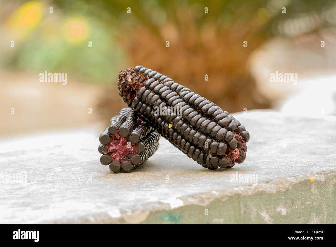 Purple corn on the cob hi-res stock photography and images - Alamy
