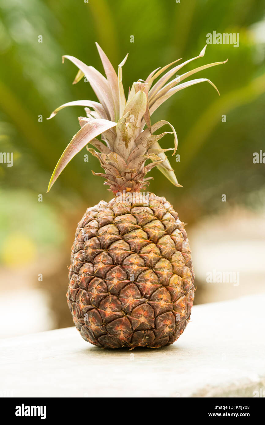 Whole Pineapple standing upright Stock Photo - Alamy