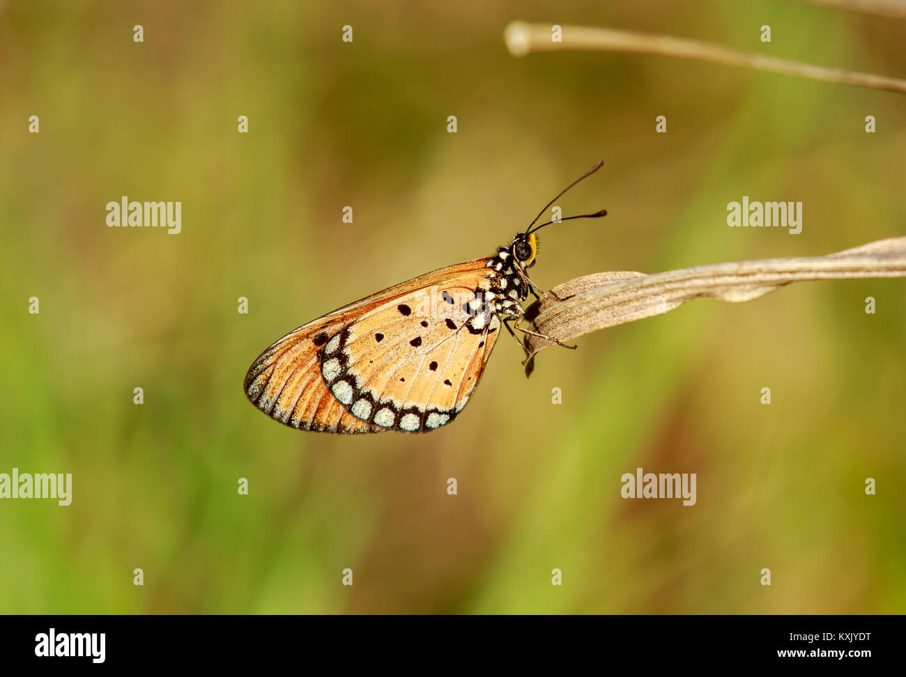 Acraea terpsicore, the tawny coster, is a small, 53–64 millimetres ...