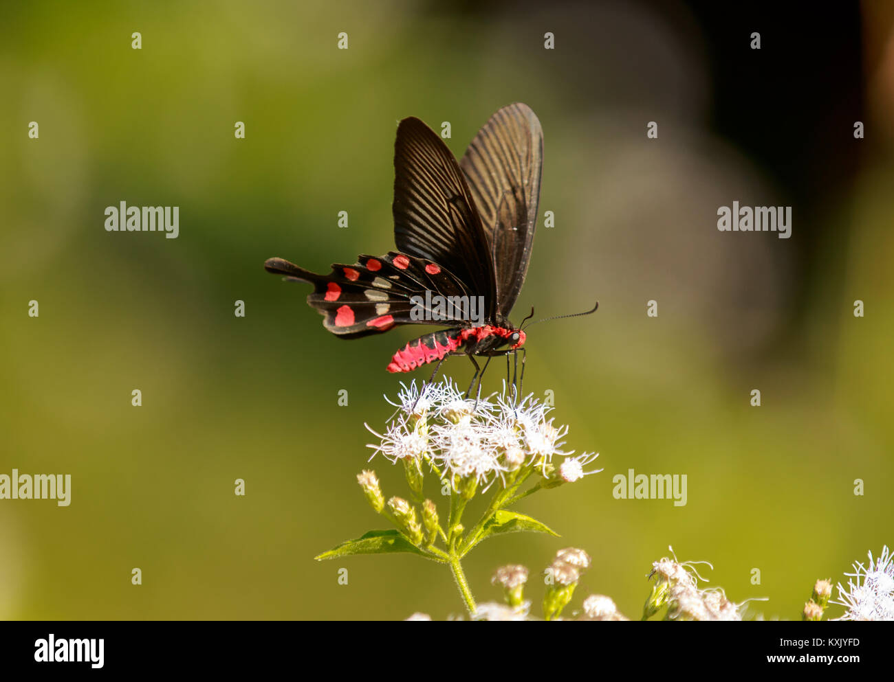 Red bodied swallowtail pachliopta hi-res stock photography and images ...