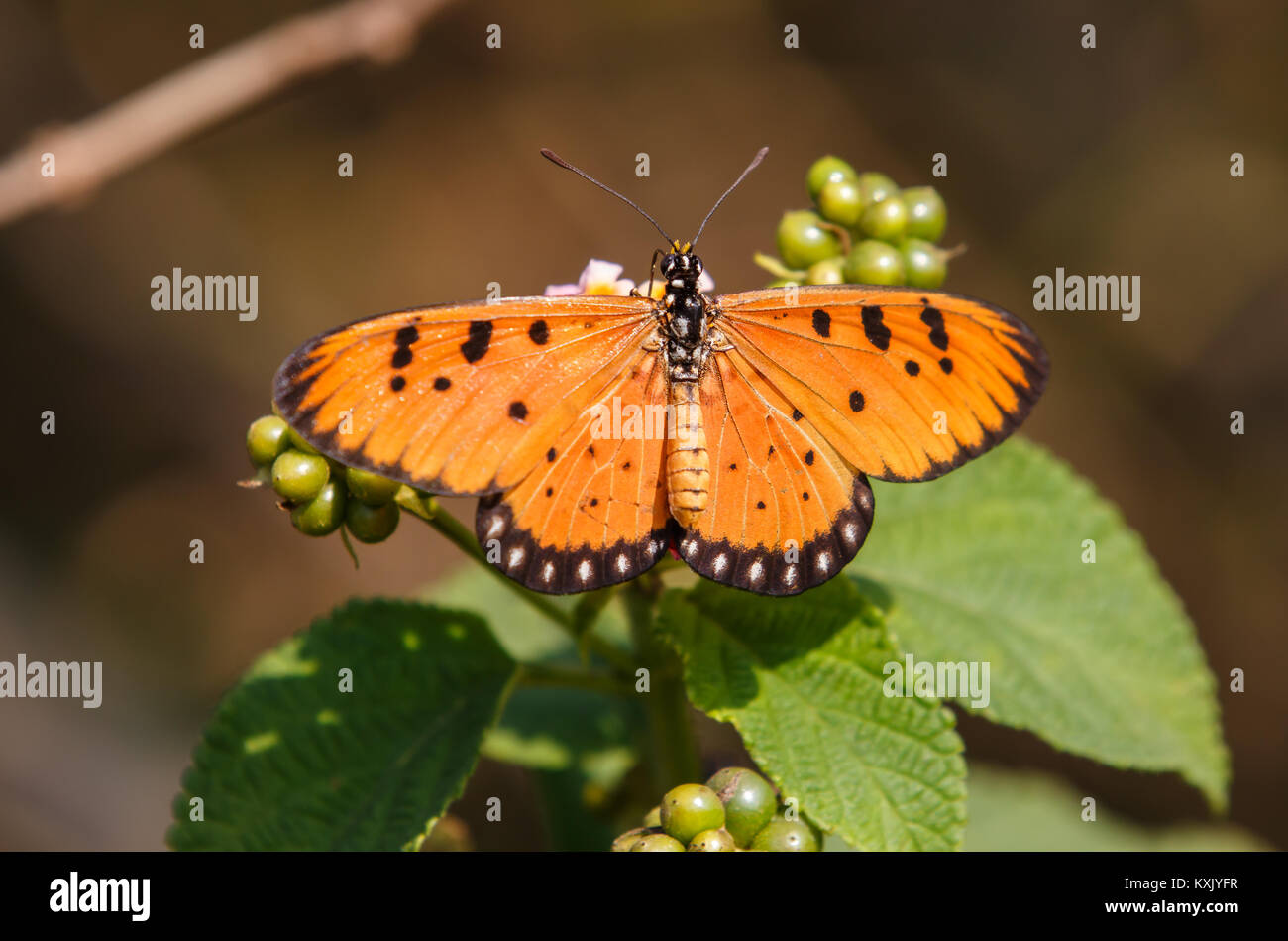 Butterfly in india hi-res stock photography and images - Alamy