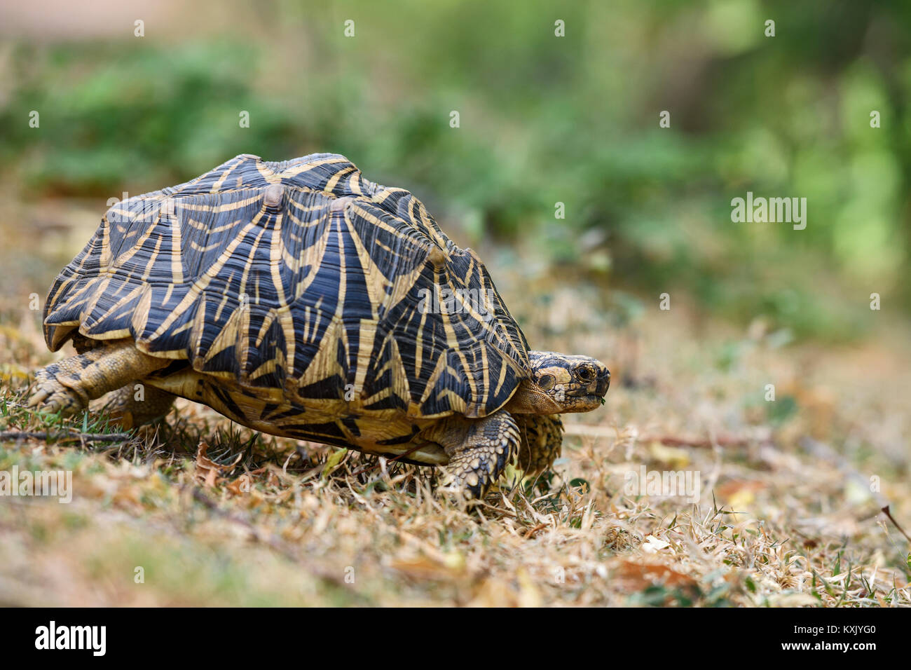 Indian Star Tortoises High Resolution Stock Photography and Images - Alamy