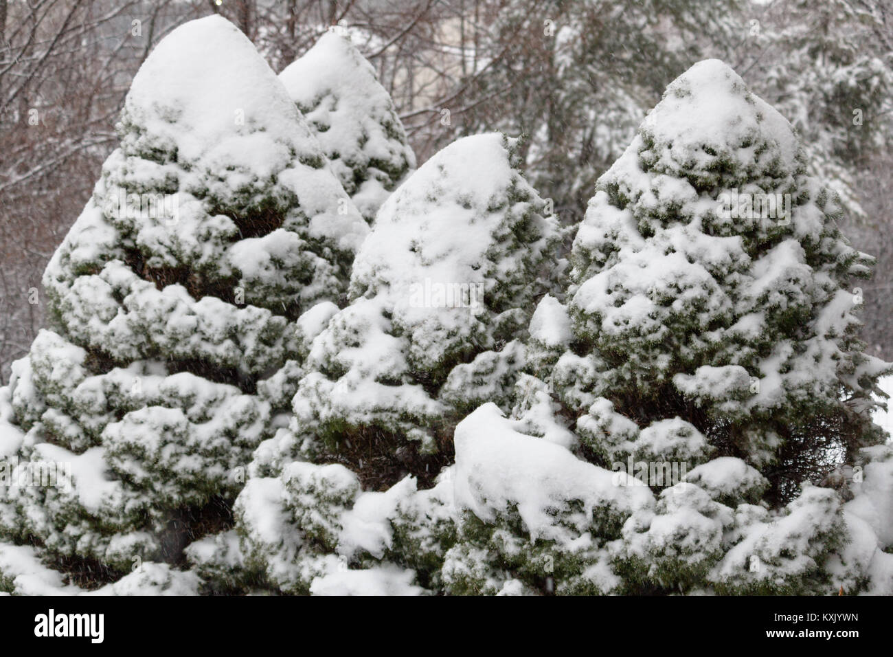 Snow topping 3 Christmas trees during a storm Stock Photo - Alamy