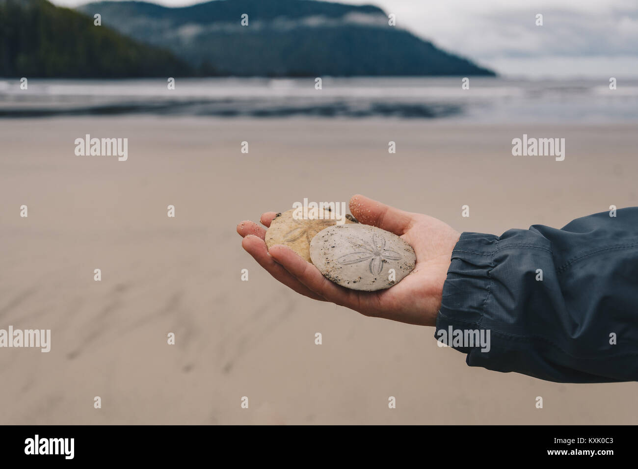 Cropped hand holding two sand dollar dollars Stock Photo - Alamy