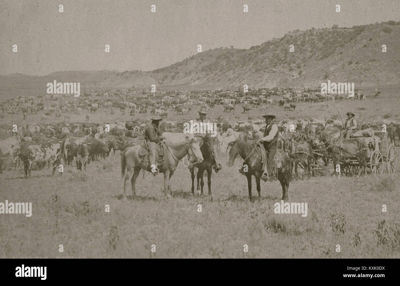 Cowboys herding cattle hi-res stock photography and images - Alamy