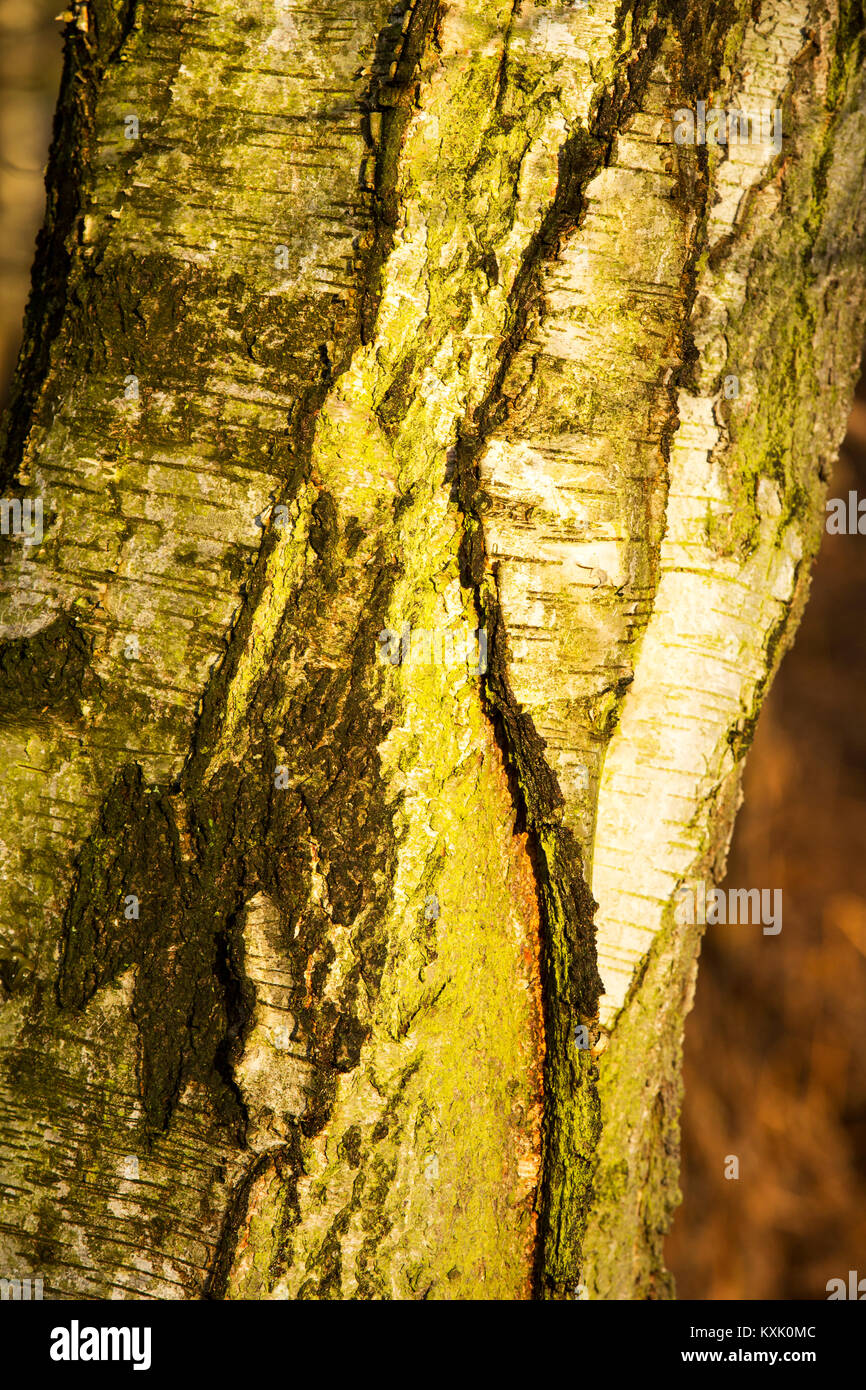 Light on a Silver Birch trunk, Leicestershire, UK Stock Photo - Alamy