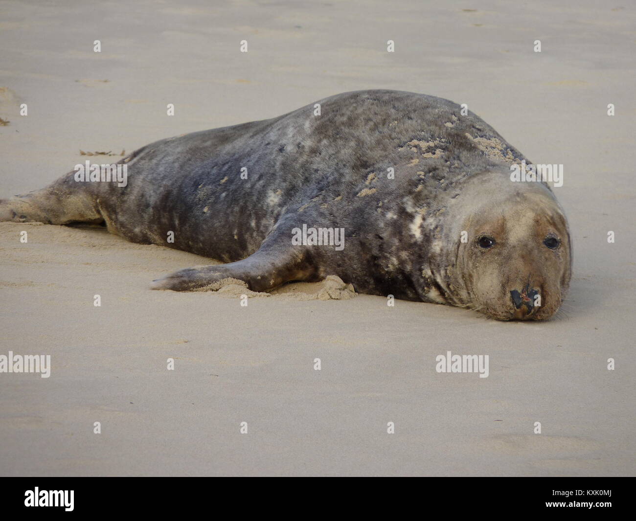 Fur seal mating hi-res stock photography and images - Alamy