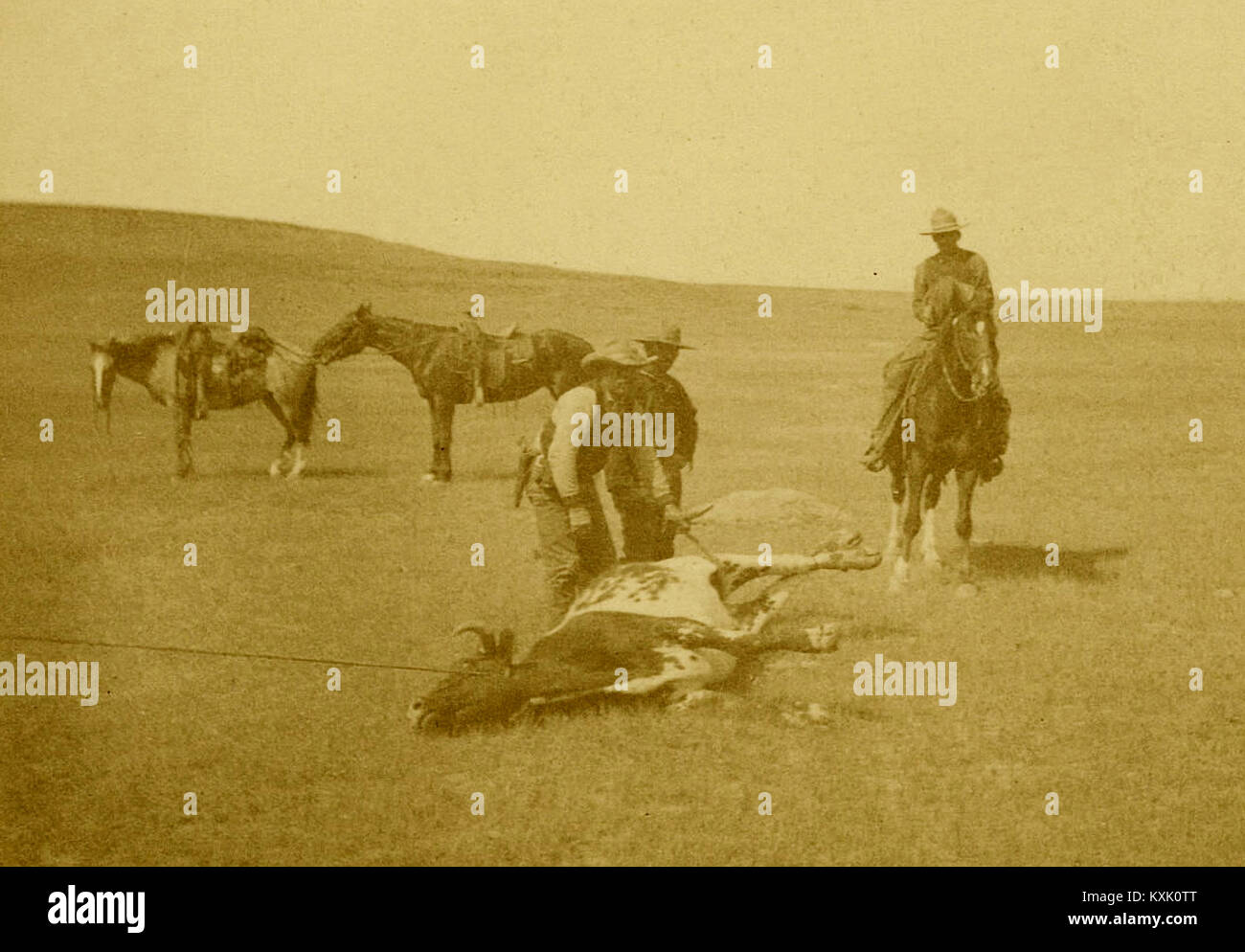 The Spring Round-Up -Roping A Texas Steer Stock Photo - Alamy