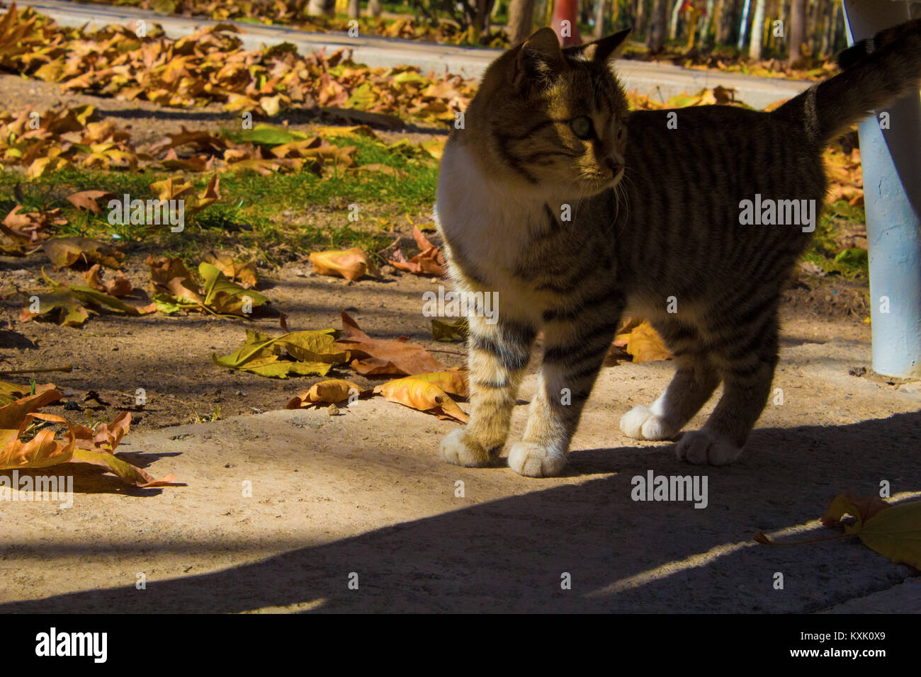 cat in the park under the bench Stock Photo - Alamy