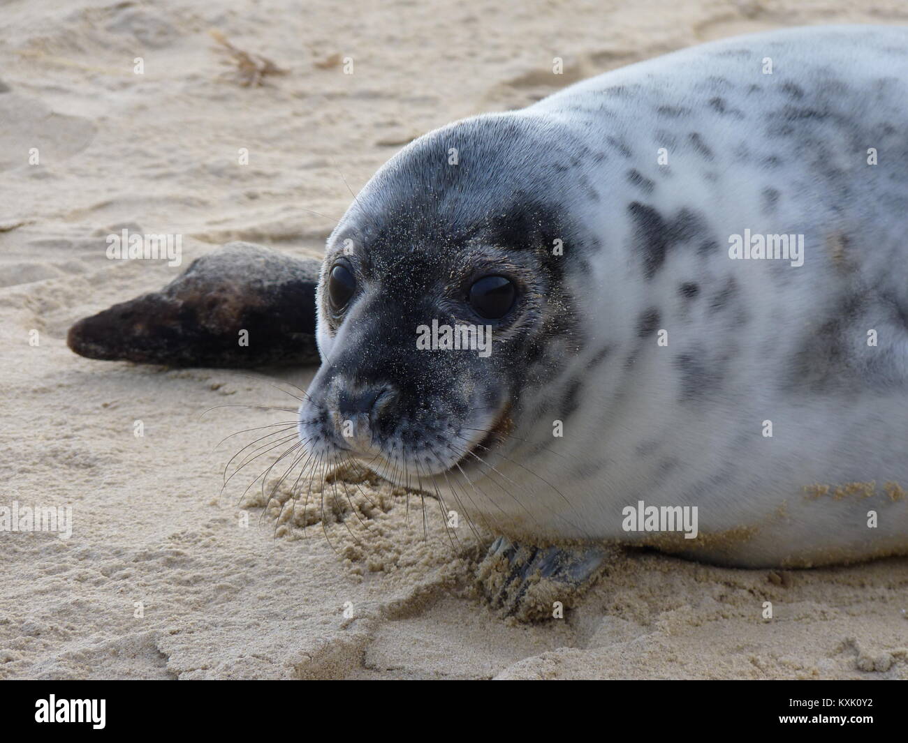 Fur seal mating hi-res stock photography and images - Alamy