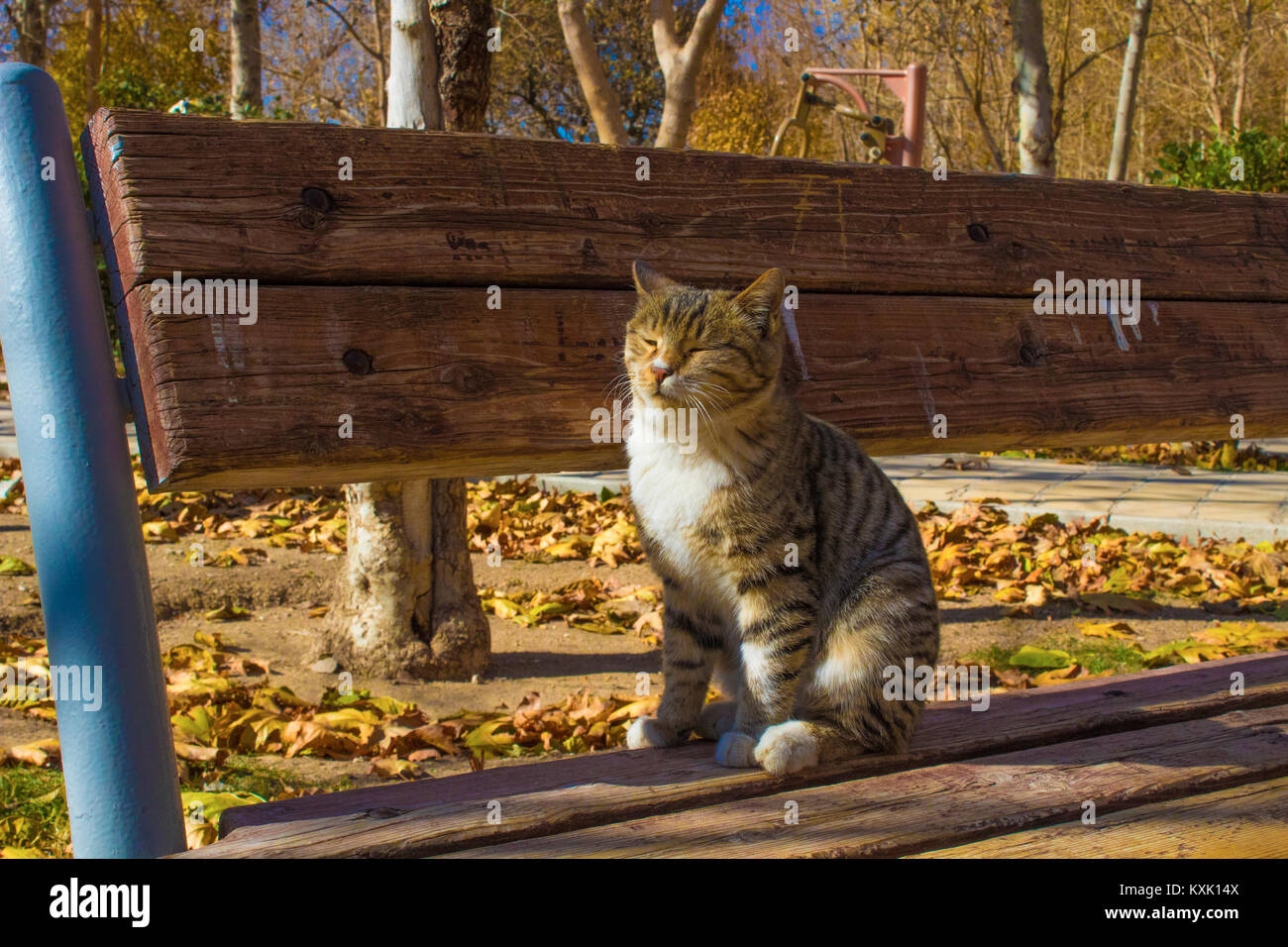 Cute sleeping pet hi-res stock photography and images - Alamy