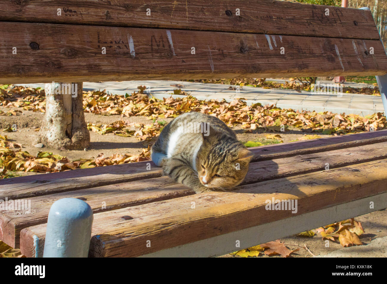 cute cat in the park sleeping on the bench Stock Photo - Alamy