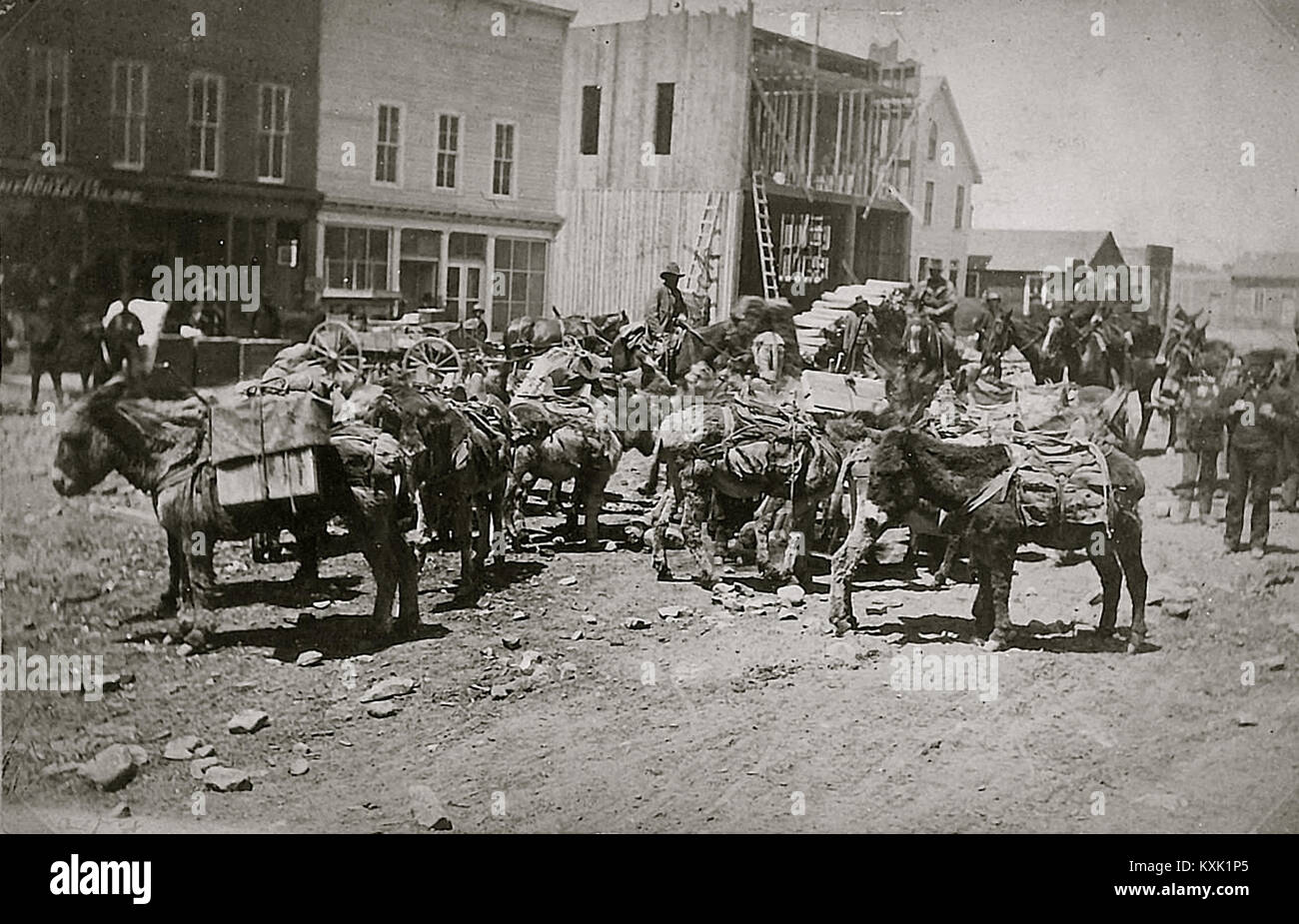 Loaded Mining Pack Mules Ca 1880S Hauling Mining Supplies In An Early ...