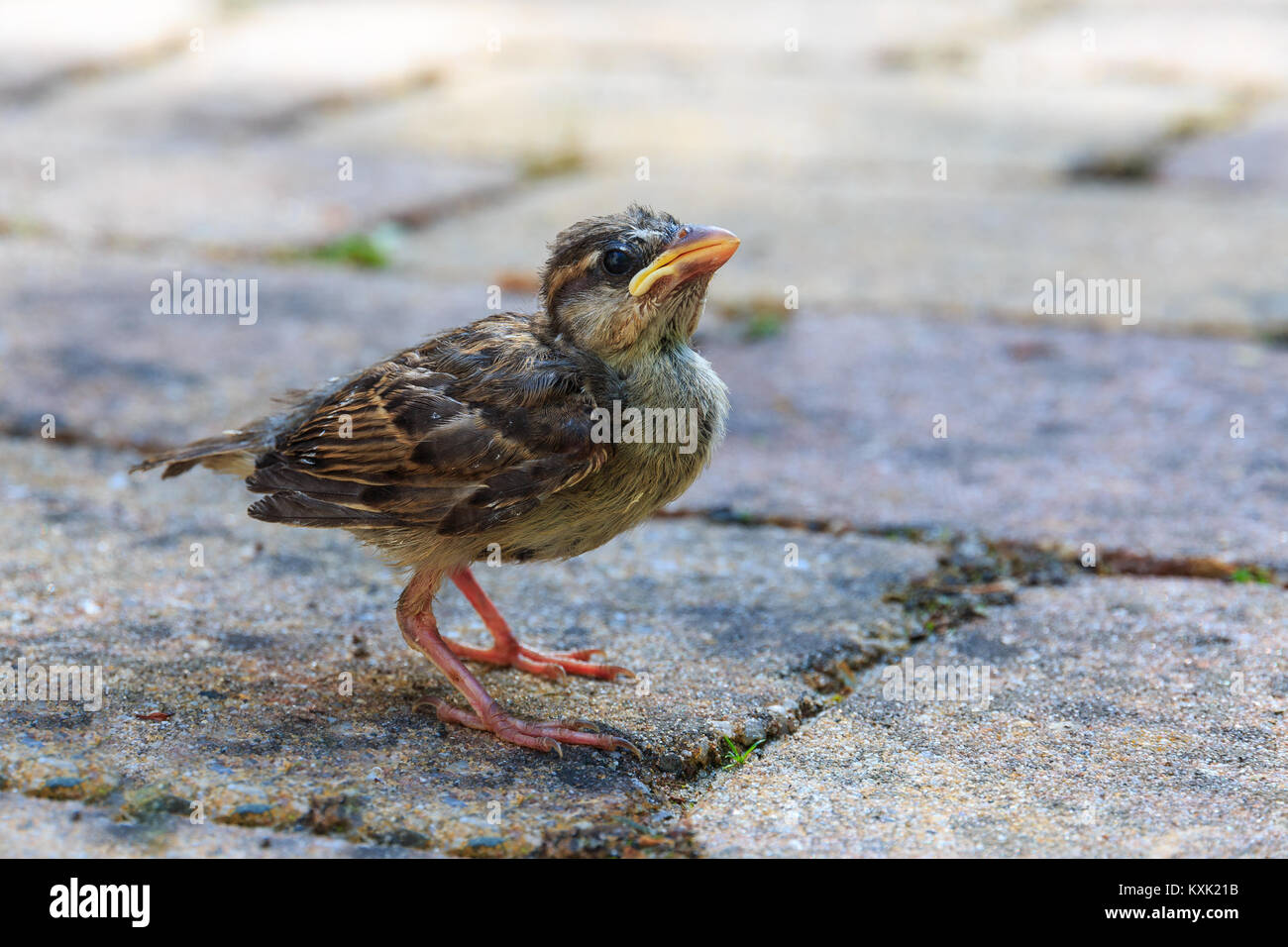 Young sparrow just flew out of the nest Stock Photo - Alamy