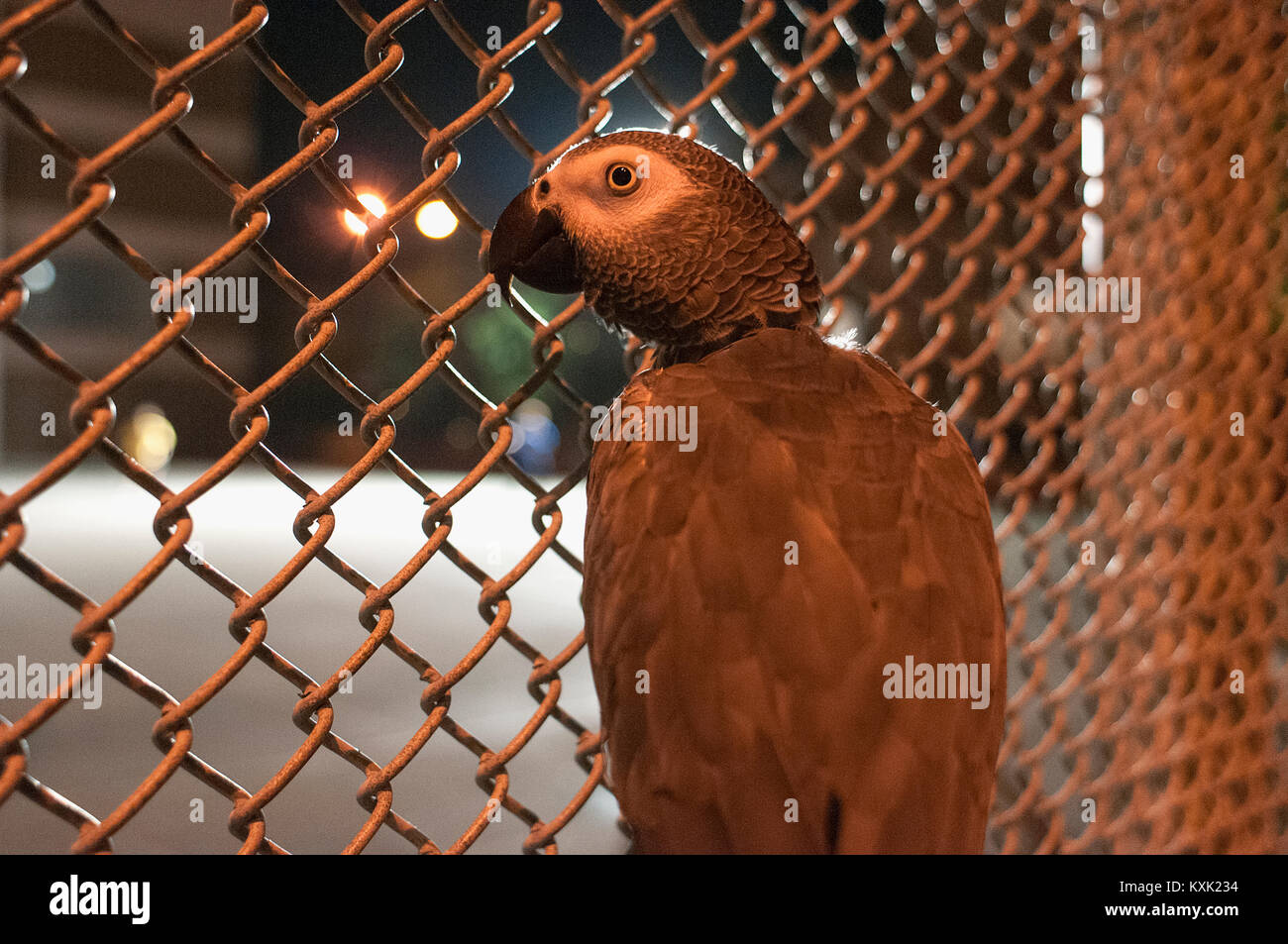 Night parrot hi-res stock photography and images - Alamy