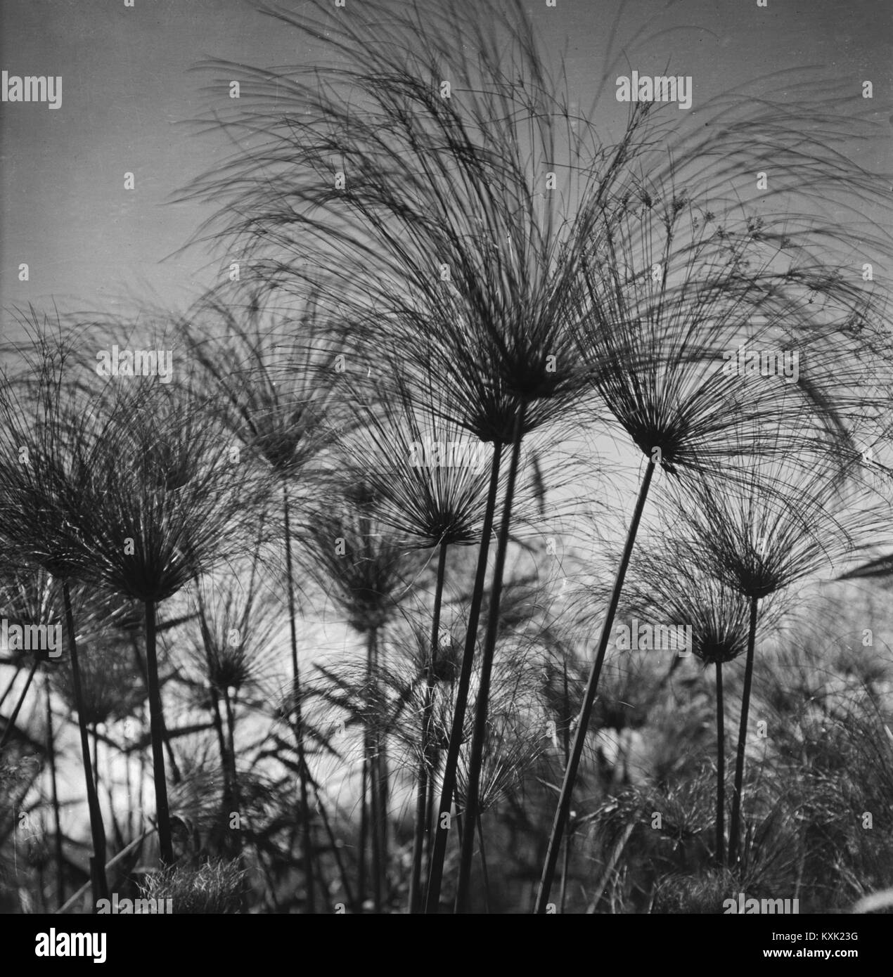 Papyrus paper Black and White Stock Photos & Images - Alamy