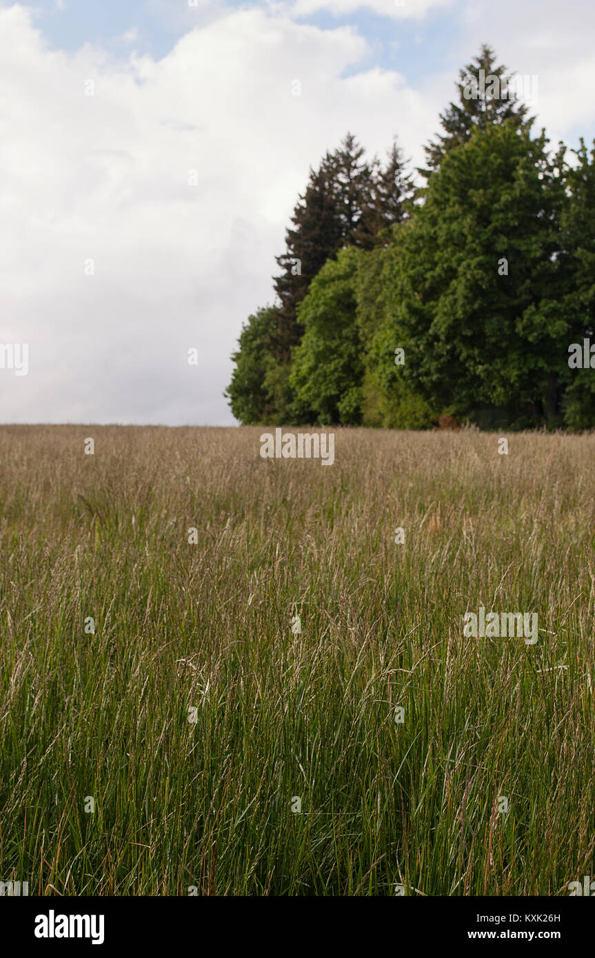 A field of grass Stock Photo - Alamy