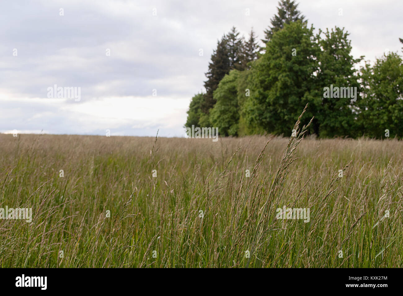 A field of grass Stock Photo - Alamy