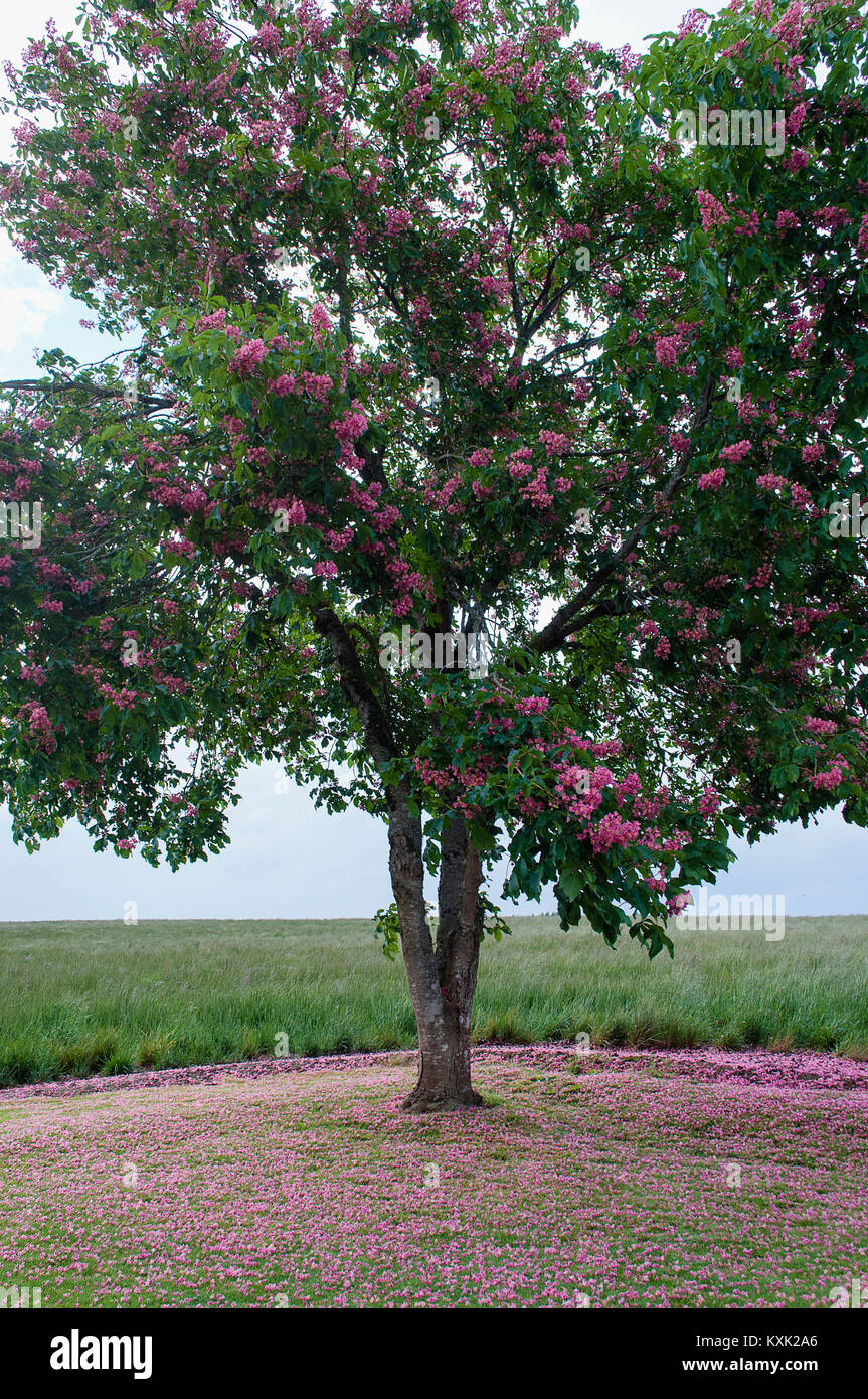 Spring flowering horse chestnut hi-res stock photography and images - Alamy