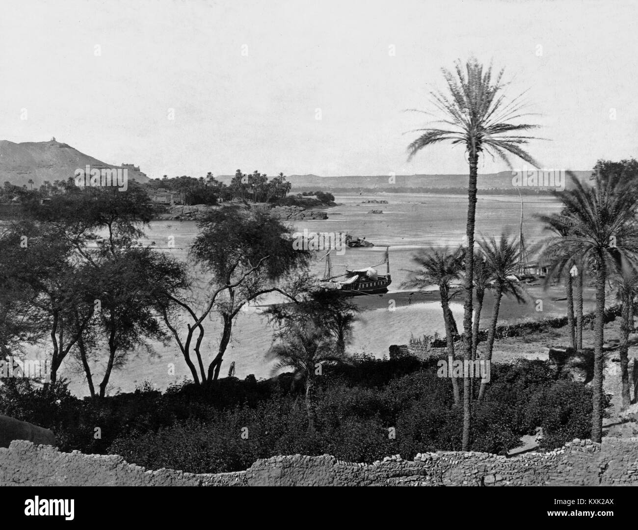 Egyptian palm hi-res stock photography and images - Alamy