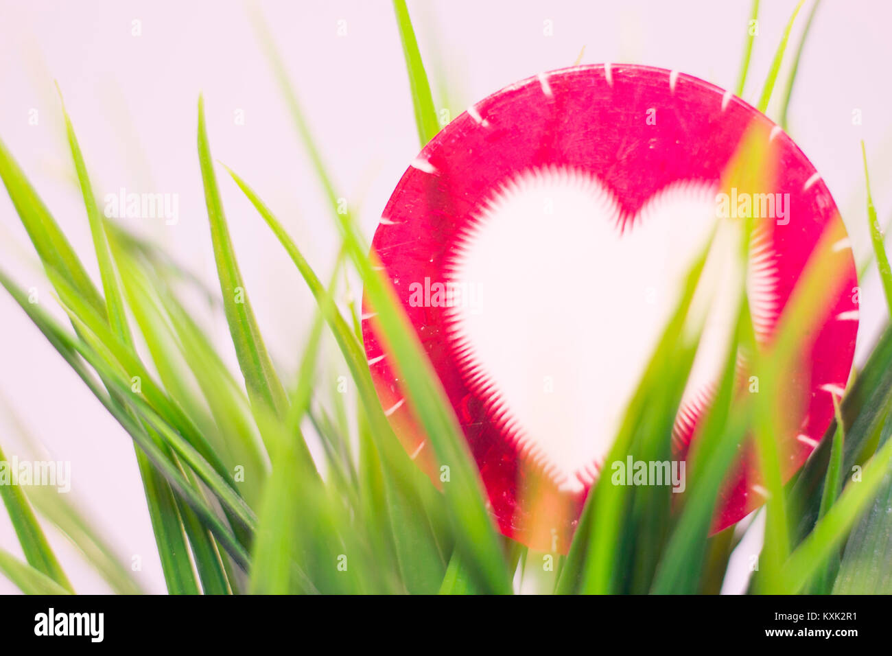 The concept of St.Valentine's day with a plant Stock Photo - Alamy