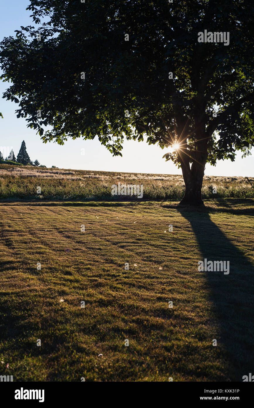Sunshine silhouette hi-res stock photography and images - Alamy