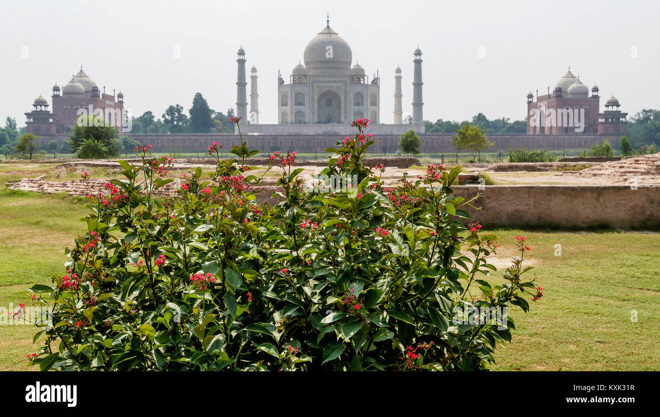 Beautiful flowering plant againsta Taj Mahal, Mehtab Bagh park, Agra ...