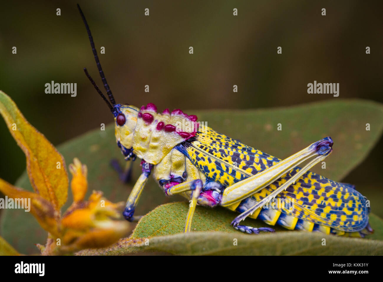 Green Milkweed Locust (Phymateus viridipes Stock Photo - Alamy