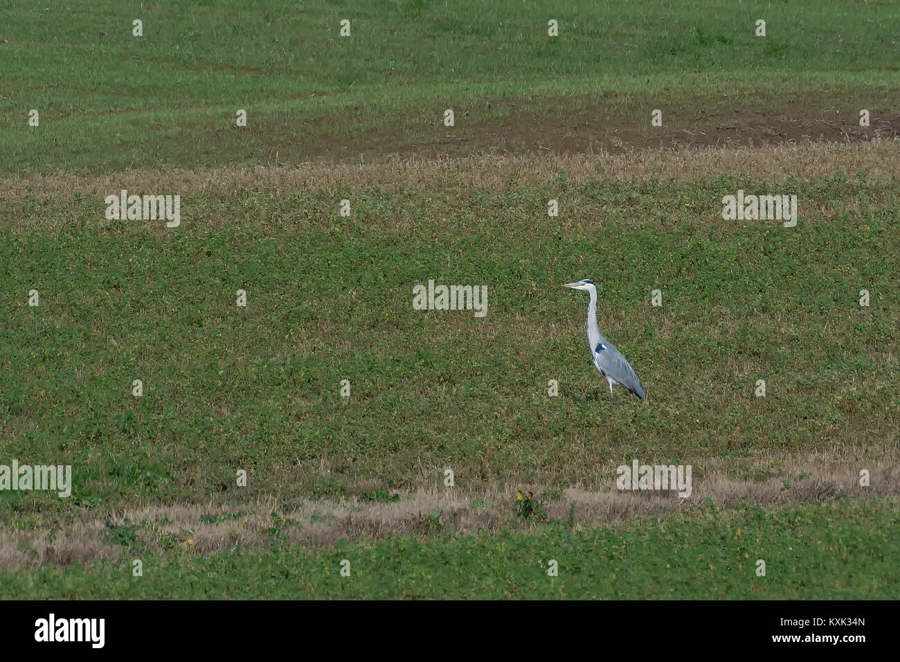 Gray heron in a field Stock Photo - Alamy