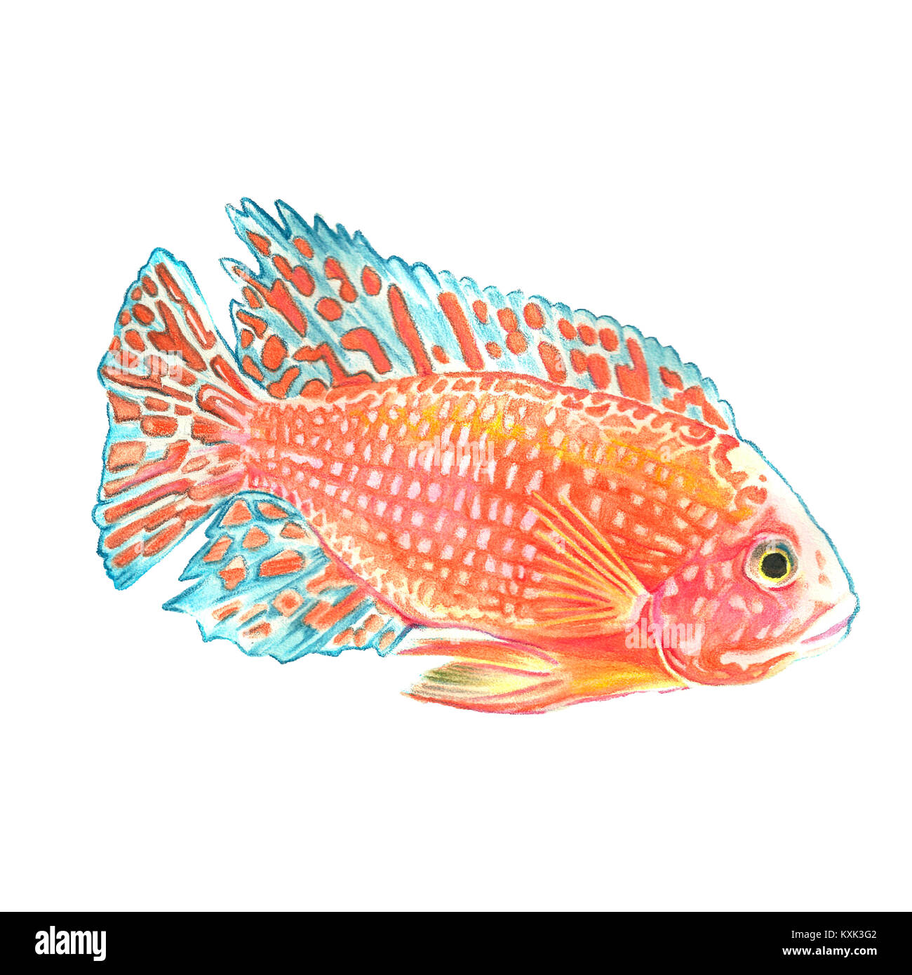 Watercolor hand drawn tropical fish on a white background Stock Photo ...