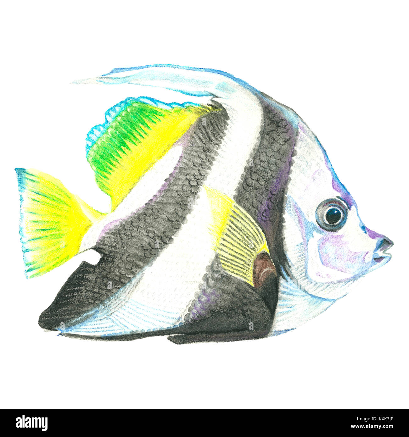 Watercolor hand drawn tropical fish on a white background Stock Photo ...