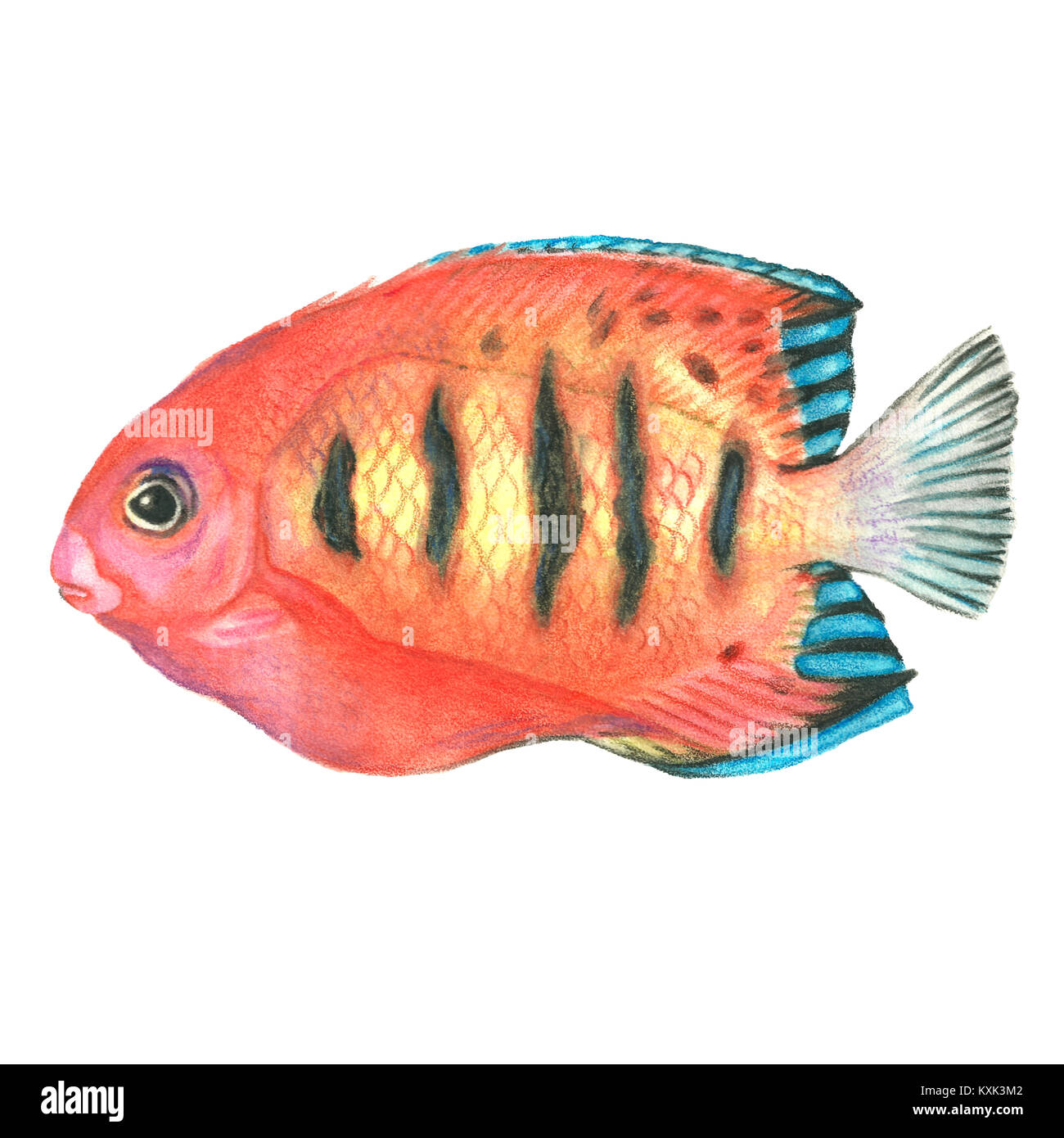 Watercolor hand drawn tropical fish on a white background Stock Photo ...